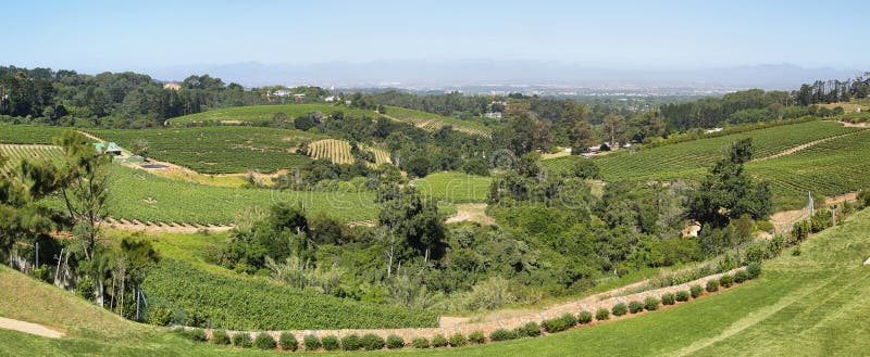 Vineyards Landscape in Constantia Valley Stock Image - Image of africa ...
