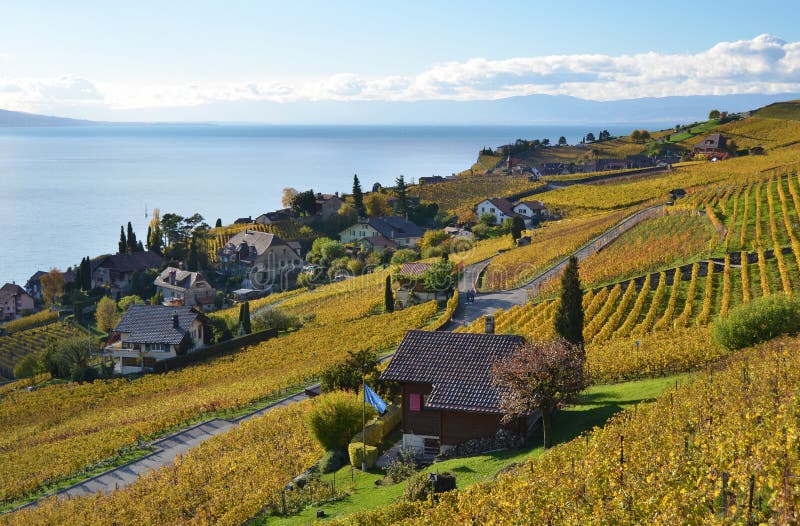 Vineyards in Lavaux region stock image. Image of geneva - 37637447