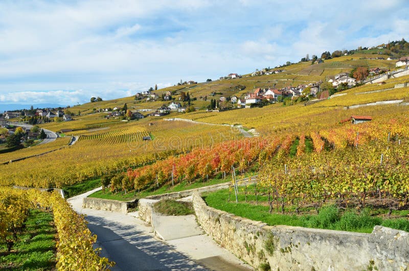 Vineyards in Lavaux region stock photo. Image of france - 40662326