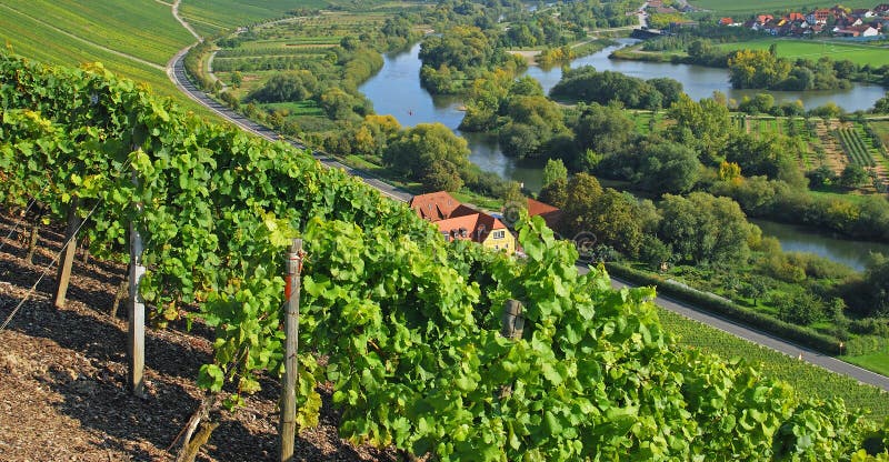 Vineyards,Main River,Germany Stock Image - Image of bavaria, river ...