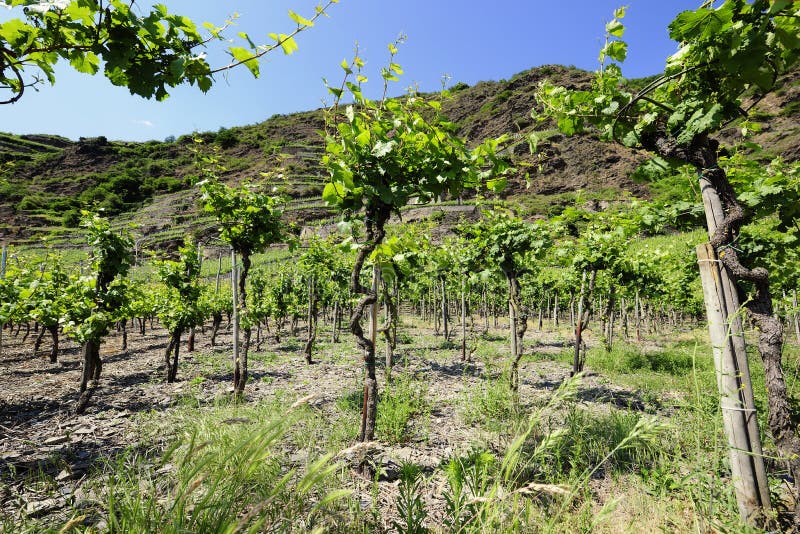 Vineyards at the Mosel, Germany Stock Photo - Image of wine, germany ...