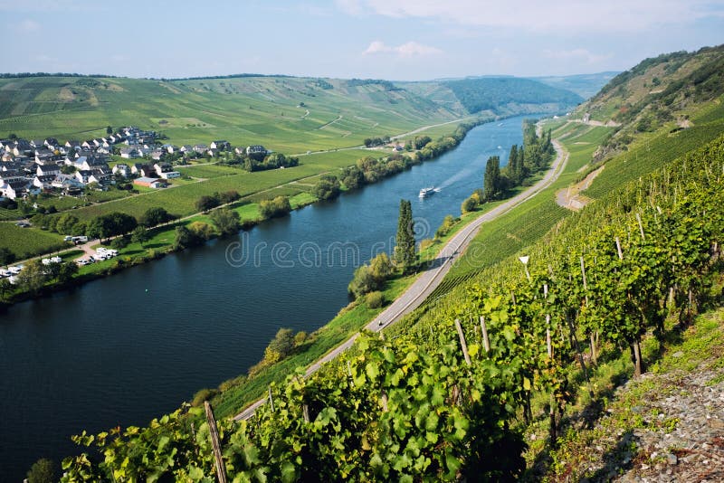Vineyards of the Moselle Valley in Germany Stock Image - Image of mosel ...