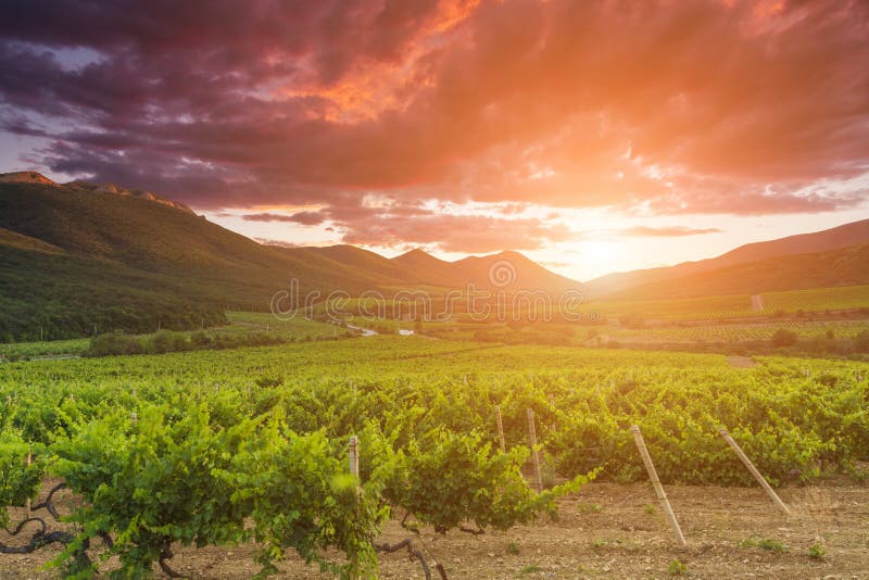 Vineyards and Mountains on the Background of of Dramatic Sunset. Stock ...