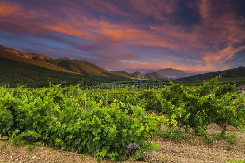 Vineyards and Mountains on the Background of Sunset. Stock Image ...