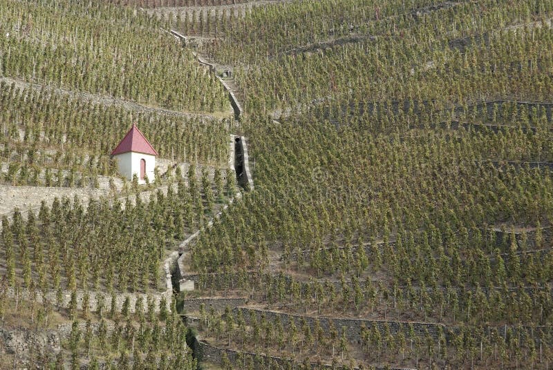 Vineyards in Northern Rhone Valley Stock Photo - Image of french ...