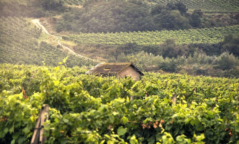 Vineyards with Old House stock photo. Image of demijons - 43945236