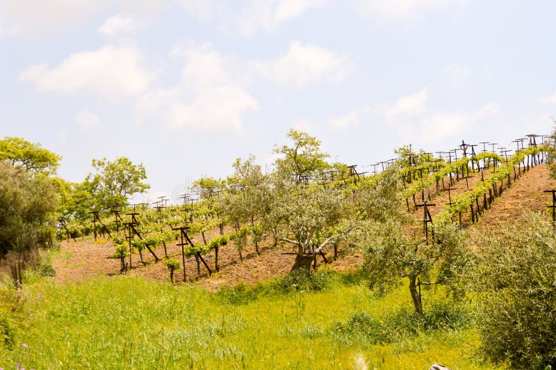 Vineyards and olive trees stock photo. Image of country - 92091642