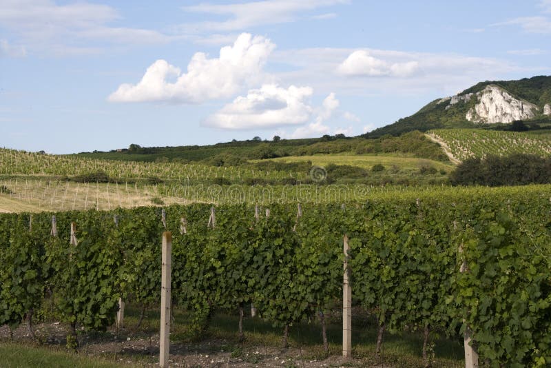 Vineyards of Palava stock photo. Image of field, morava - 10176810