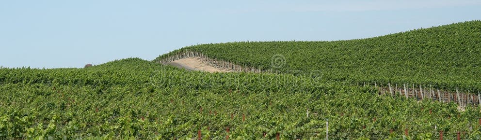 Vineyards panorama stock photo. Image of pano, vineyards - 71704