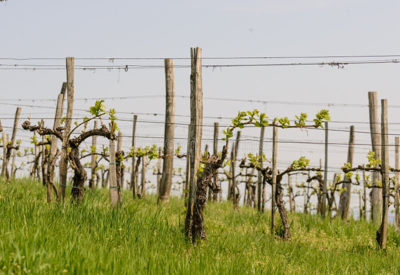 Vineyards in rows stock image. Image of green, plant - 204944395