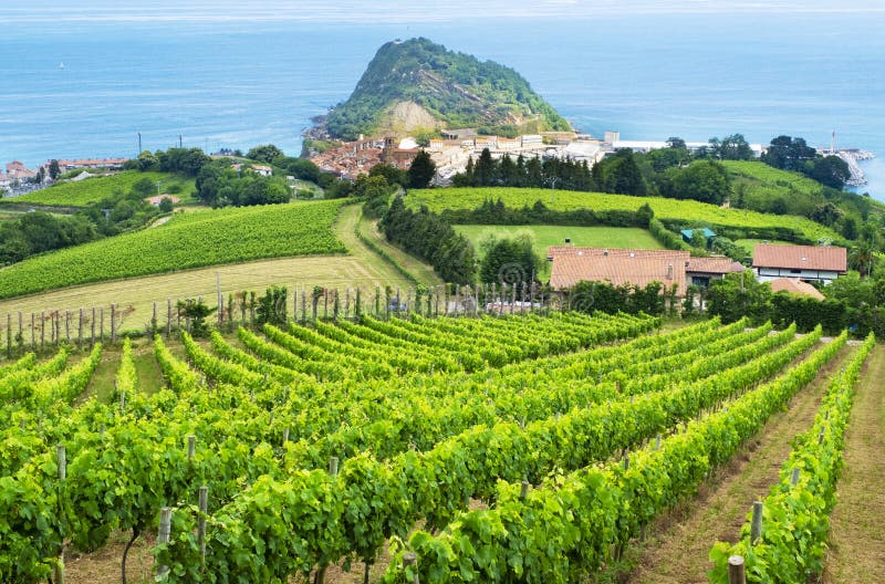Vineyards in Getaria, Gipuzkoa Stock Image - Image of land, euskadi ...