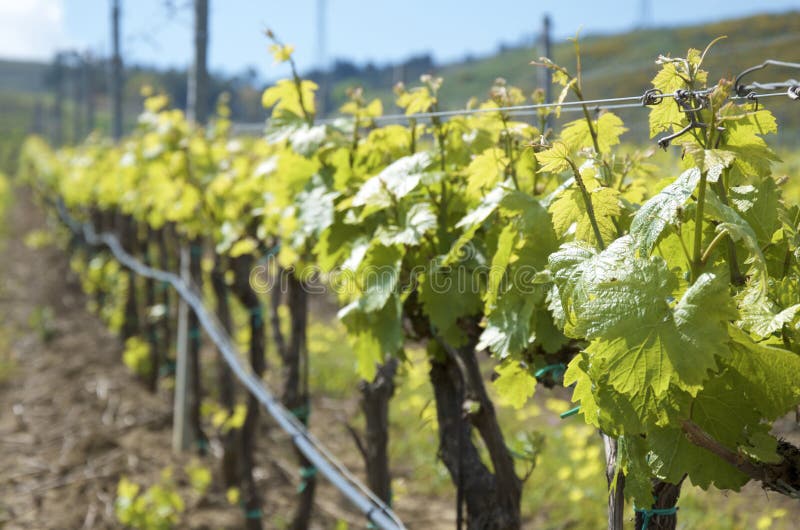 Vineyards in Sicily stock image. Image of horizontal - 72924643