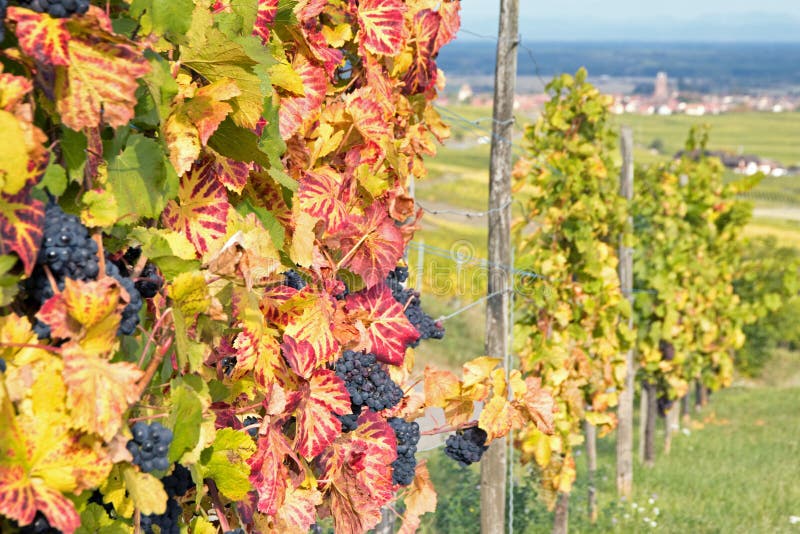 Village in vineyards stock image. Image of alsace, evening - 50525033