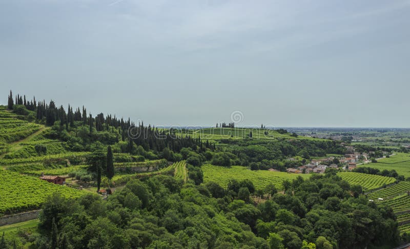 Vineyards of the Soave Region Italy Stock Photo - Image of italy ...