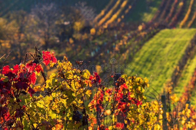 Vineyards in South Moravia in the Czech Republic Stock Photo - Image of ...
