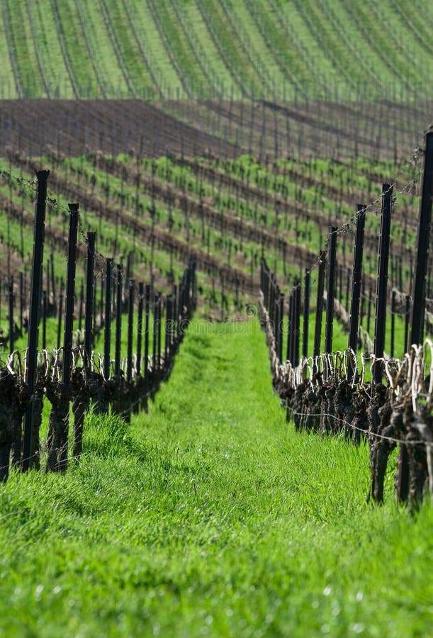 Vineyard Trellis stock photo. Image of vineyard, vines - 8614356
