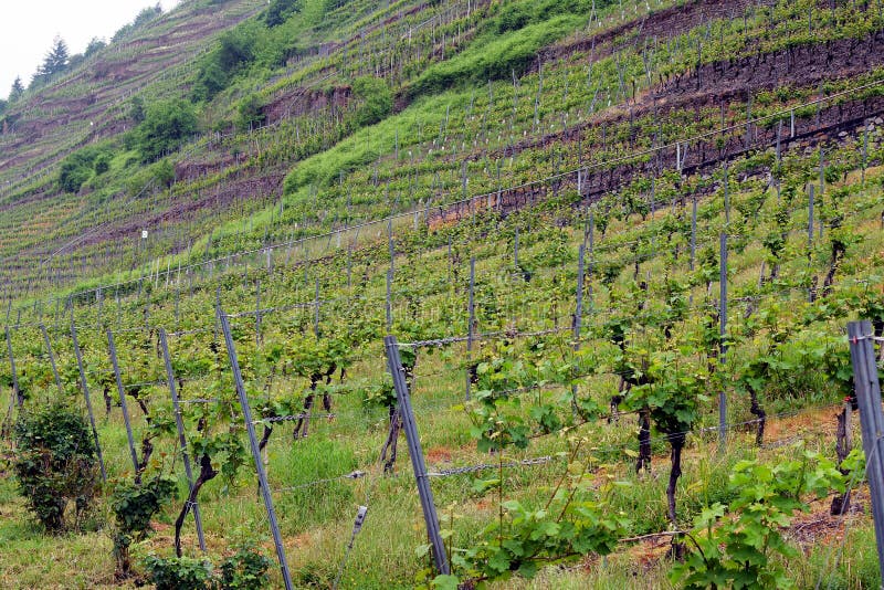 Vineyards on spring stock photo. Image of plant, leaf - 117434854