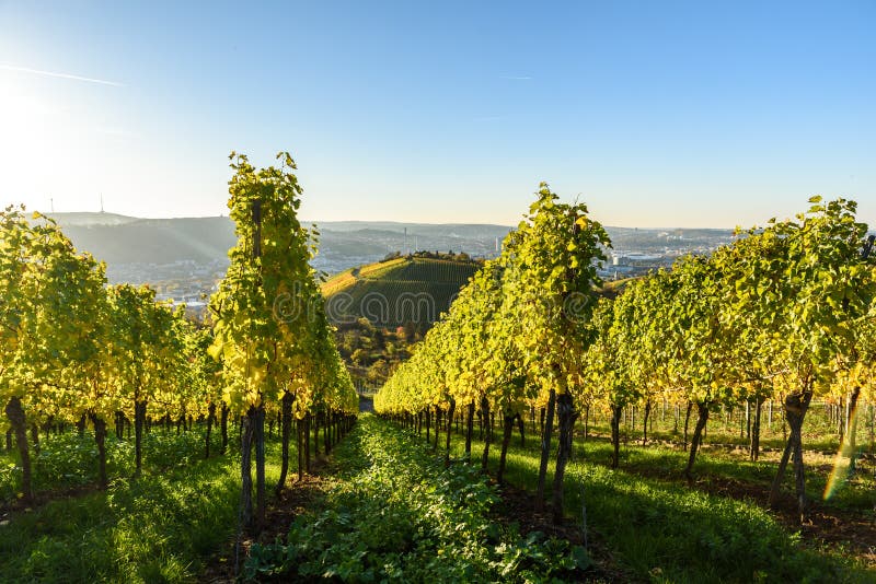 Vineyards at Stuttgart - Beautiful Wine Region in the South of Germany ...