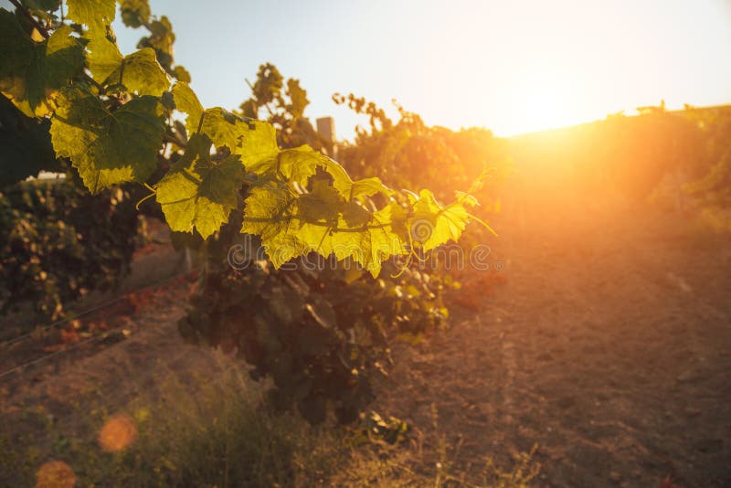 Vineyards at Sunset in Autumn Harvest. Stock Image - Image of ...