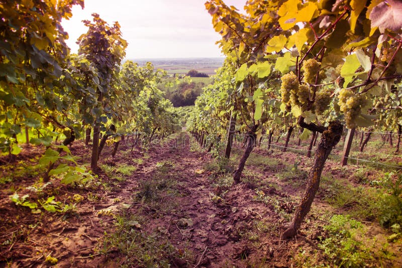 Vineyards at sunset stock photo. Image of agricultural - 45272194