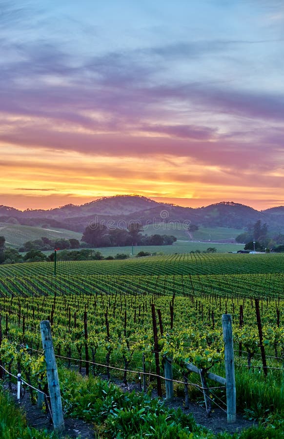 Vineyards at Sunset in California, USA Stock Image - Image of travel ...
