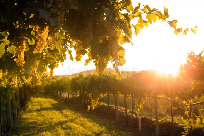 Vineyards at sunset stock photo. Image of field, ripe - 44596622