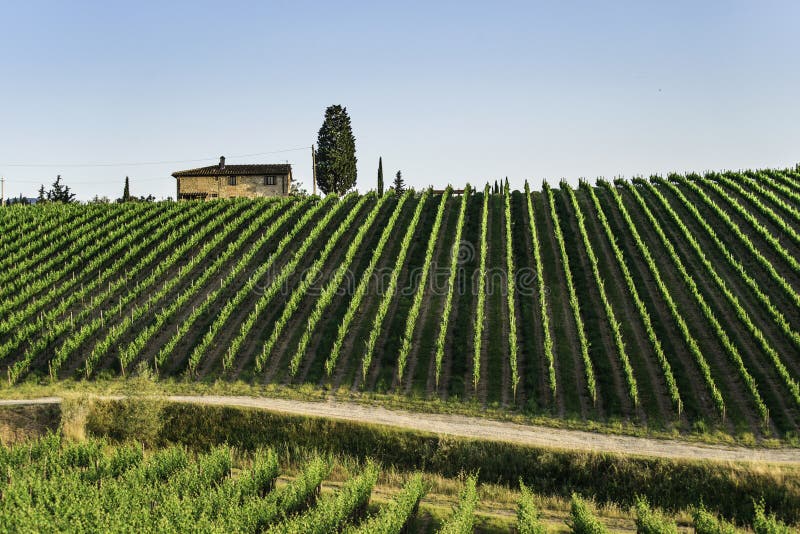 Vineyards in Tuscany stock image. Image of landscape - 33327711