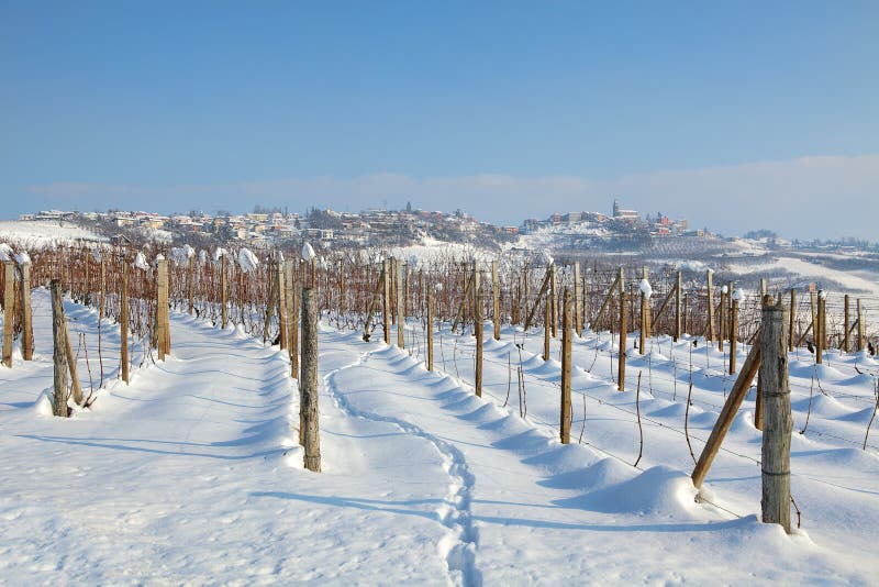 Vineyard and Trees in Winter Stock Photo - Image of lonesome, path: 1547510