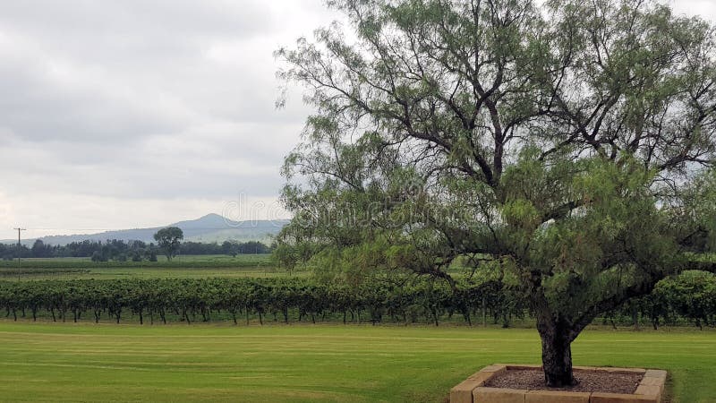 Vineyards in the Upper Hunter Valley Australia Stock Photo - Image of ...
