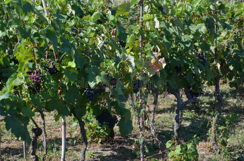 Vineyards, wine production stock photo. Image of sunlight - 230457660