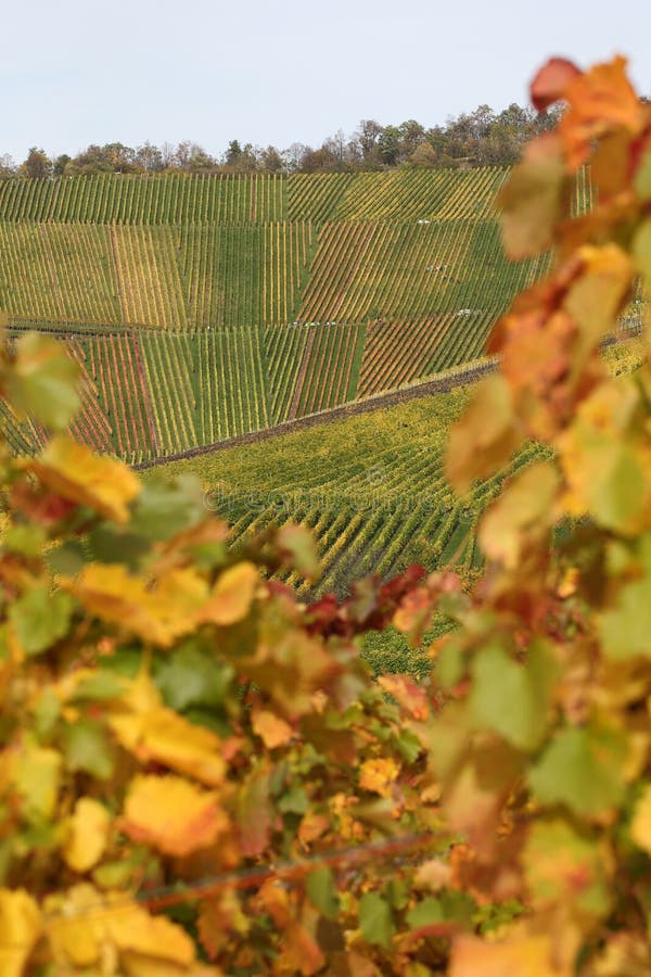 Vineyards and Wine Racks in Autumn Stock Photo - Image of bunch ...