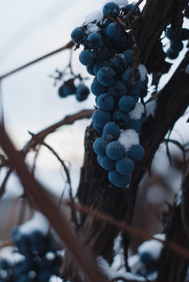 Vineyards in winter, stock image. Image of countryside - 81766141