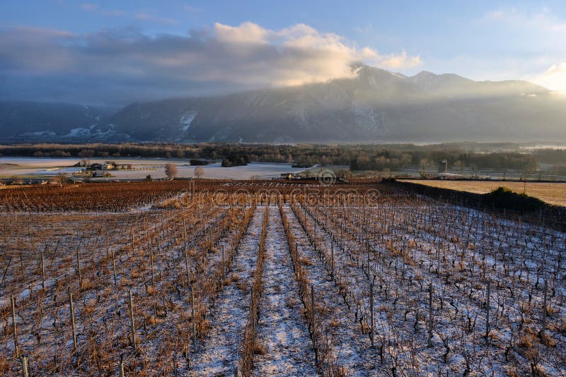 Vineyards in winter stock photo. Image of landscape, countryside - 87948330