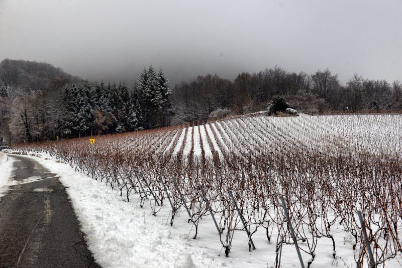 Vineyards in winter stock image. Image of cold, outdoor - 86092025