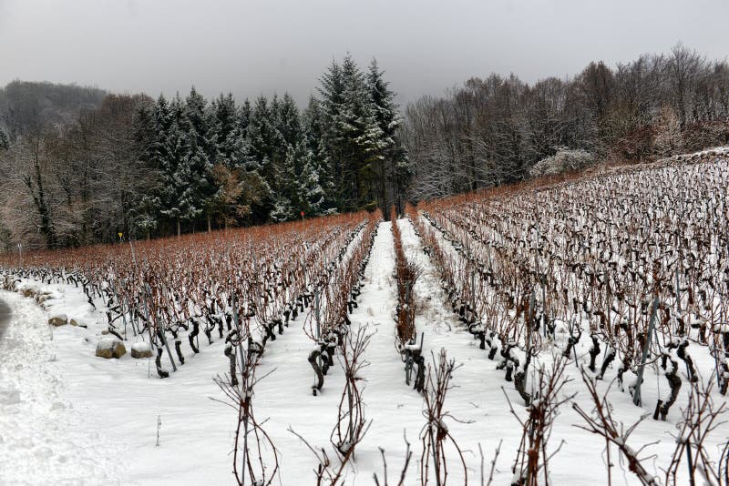 Vineyards in winter stock image. Image of european, countryside - 86091991