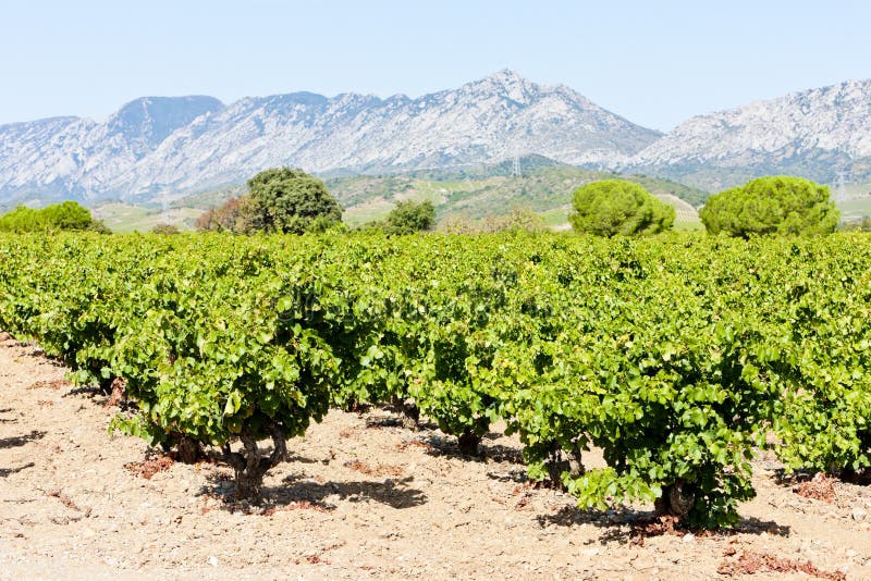 Vineyars in Languedoc-Roussillon, France Stock Photo - Image of ...