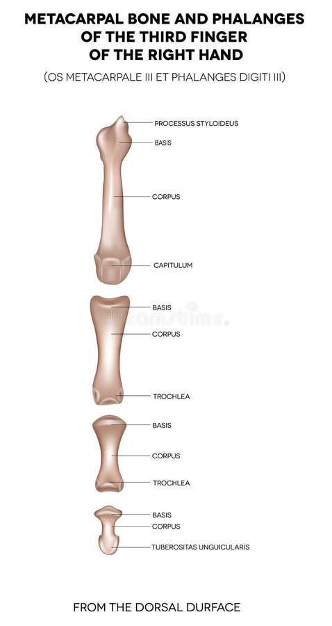Types van beenderen stock illustratie. Illustration of gemengd - 119748197
