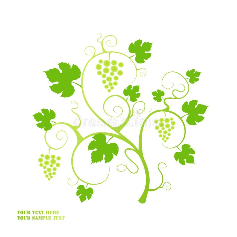 Vinha. ilustração do vetor. Ilustração de alimento, redemoinho - 20004776