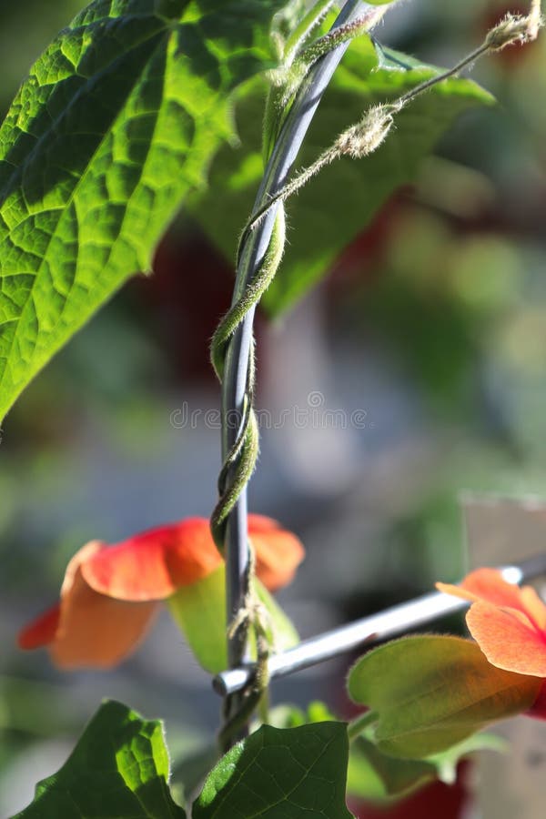 Vinha Torcida Numa Planta De Thunbergia Foto de Stock - Imagem de ...