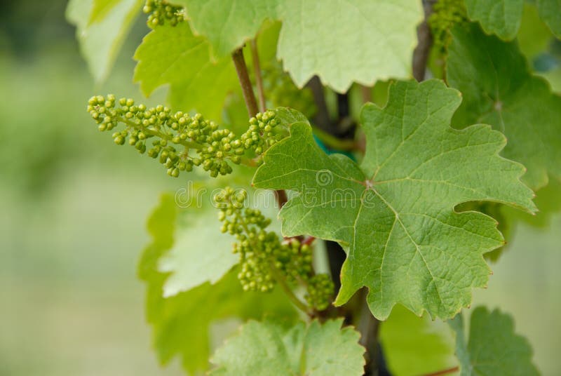 Flores Da Uva De Cabernet - De Sauvignon Foto de Stock - Imagem de flor ...