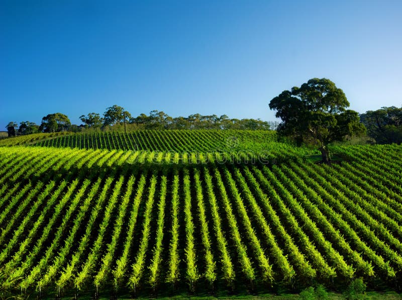 Vinhedo italiano rural foto de stock. Imagem de exterior - 13409226