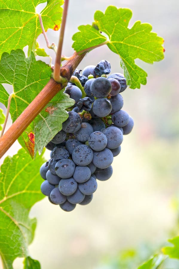 Vinho Azul De Amadurecimento Da Uva No Ramo Foto de Stock - Imagem de ...