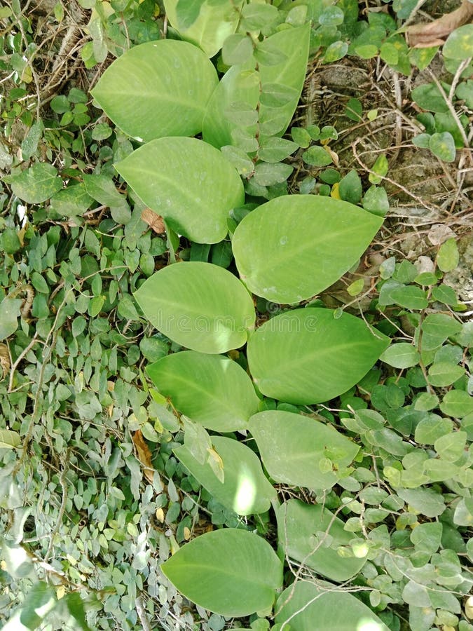 Vining Green Plants Make a Beautiful Garden Wall Stock Photo - Image of ...