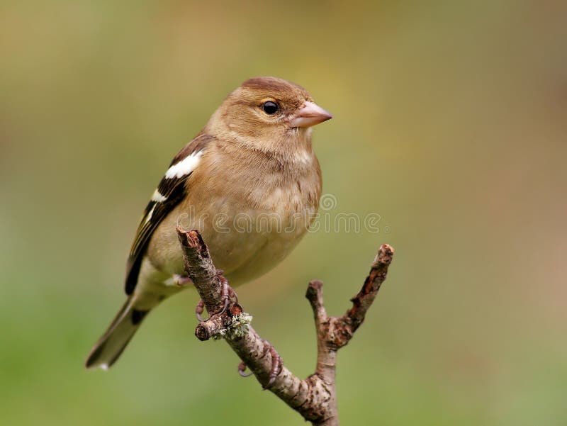 Vink stock afbeelding. Image of bossen, wild, vogelobservatie - 12417121