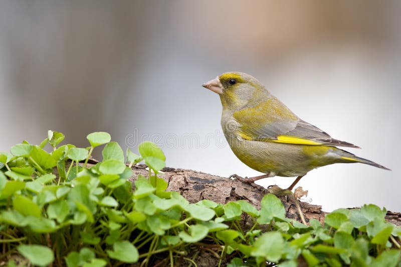 Groenling - Carduelis Chloris Stock Foto - Image of geruïneerd, tuin ...