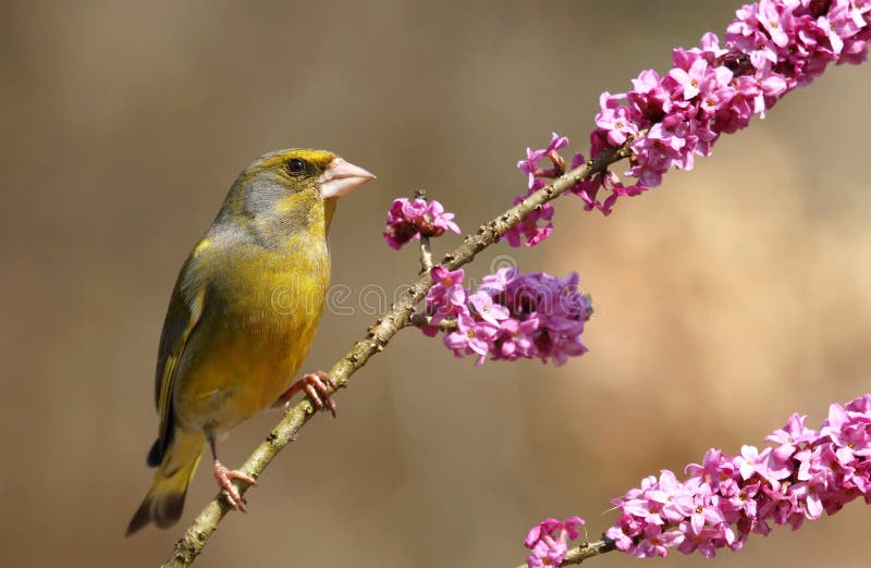 Groene vink stock foto. Image of vink, gevederte, katje - 30768356
