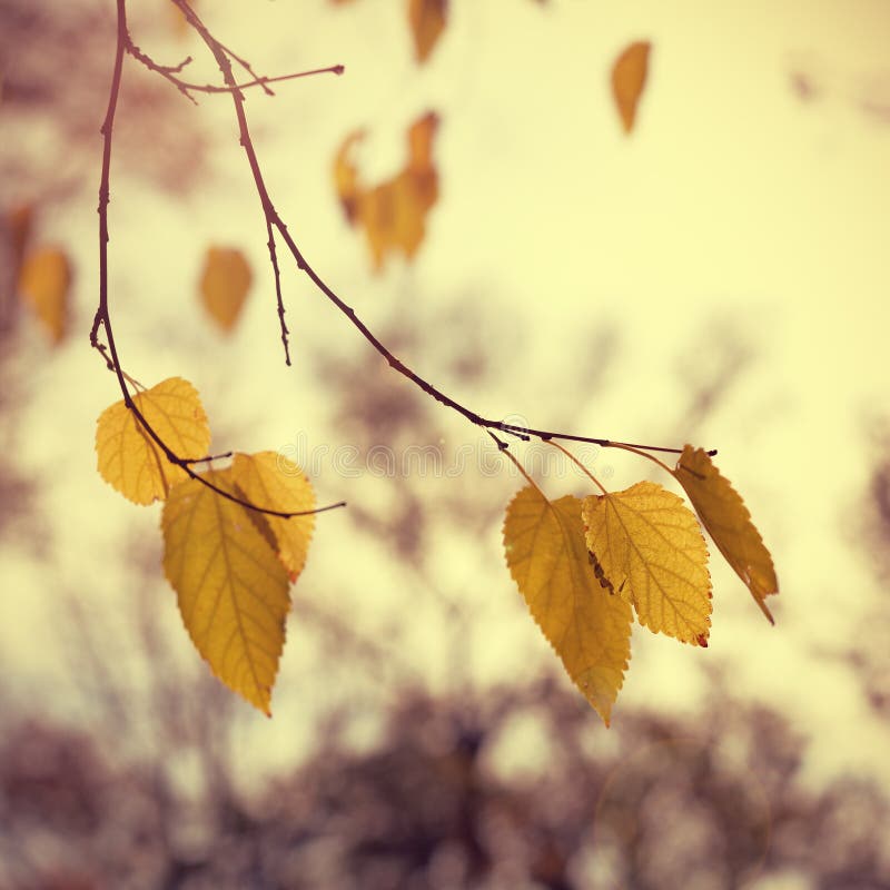 Vintage autumn leaves stock image. Image of fall, yellow - 45735033