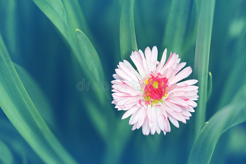Vintage Background with a Delicate Flower Daisy. Stock Image - Image of ...