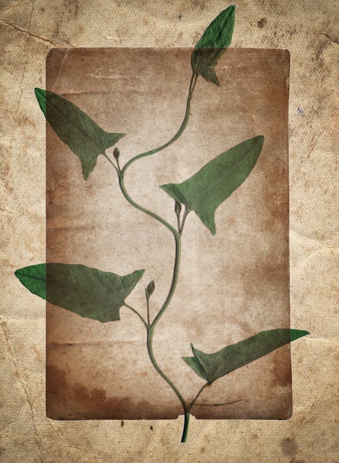 Vintage Background with Dry Plant Old Paper Texture Stock Image - Image ...