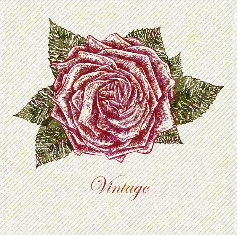 Retro Rose Flower Sketch. Hand Drawing Stock Vector - Illustration of ...